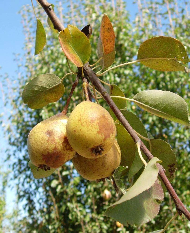 Chic Theilersbirne European Perry Pear Now on Sale at Garden Supplies ...